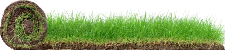 The Ultimate Guide to Choosing the Right Sod for Your Lawn - Main ...