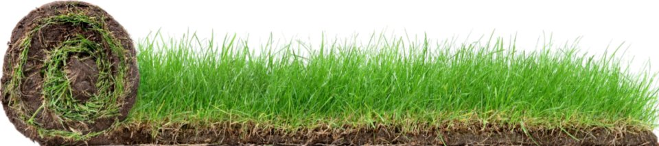 The Ultimate Guide to Choosing the Right Sod for Your Lawn - Main ...